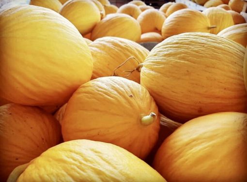 Melone Giallo - Azienda Scollo Sebastiana - Pedagaggi