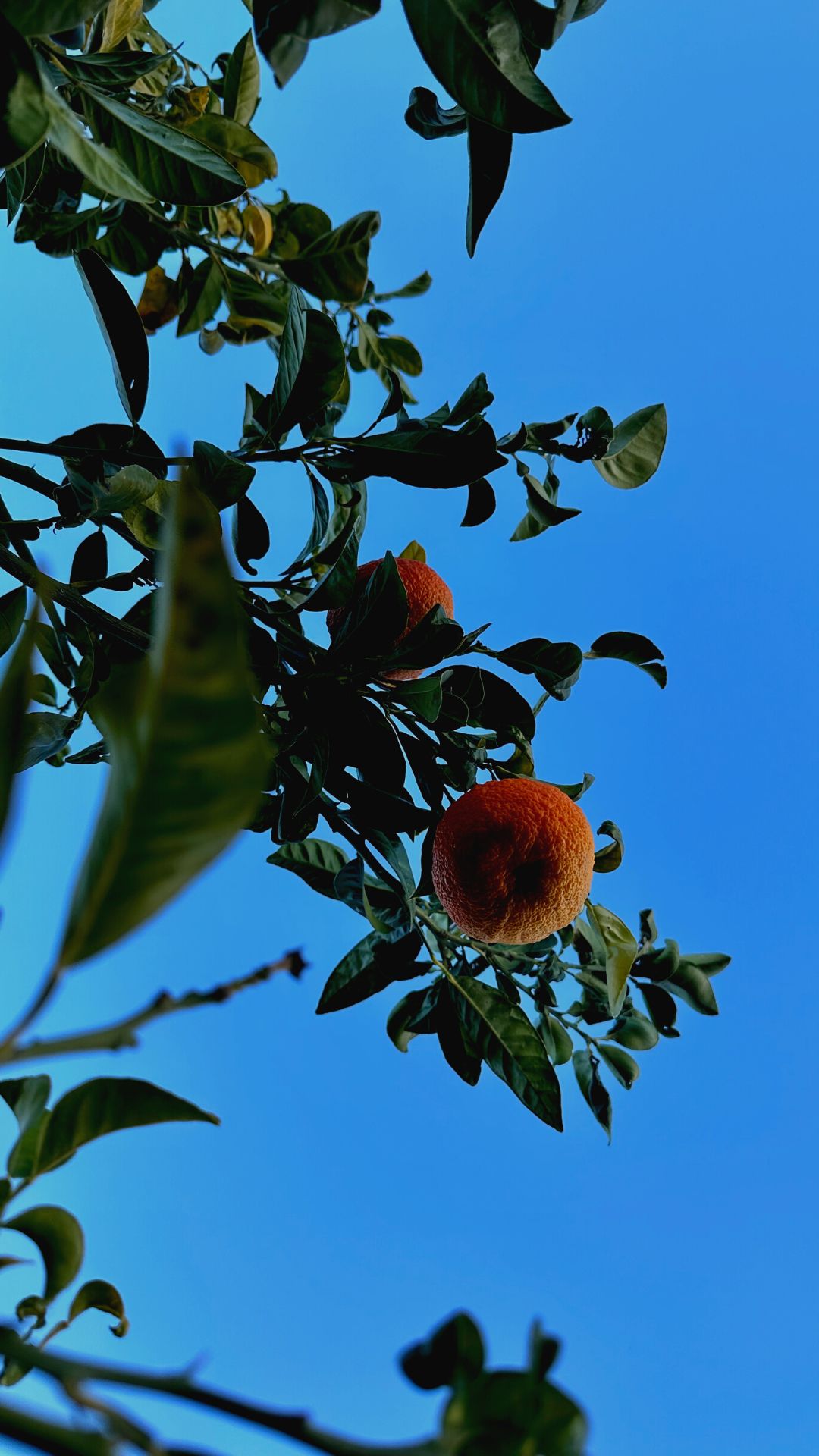 Bitter Orange Marmalade Recipe - Azienda Scollo