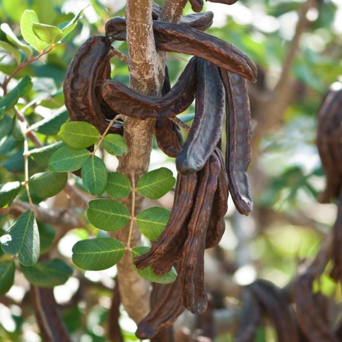 Sicilian carobs can be purchased online - Azienda Scollo Sebastiana