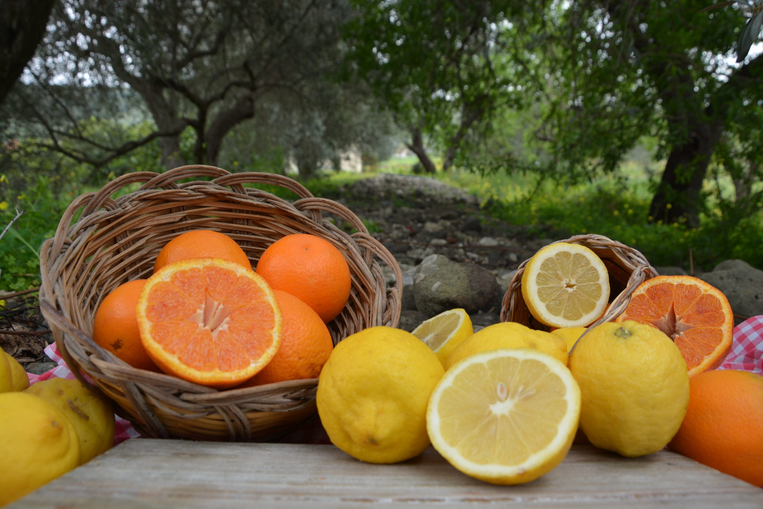 Agrumi biologici: dall'albero alla tua tavola - Azienda Scollo