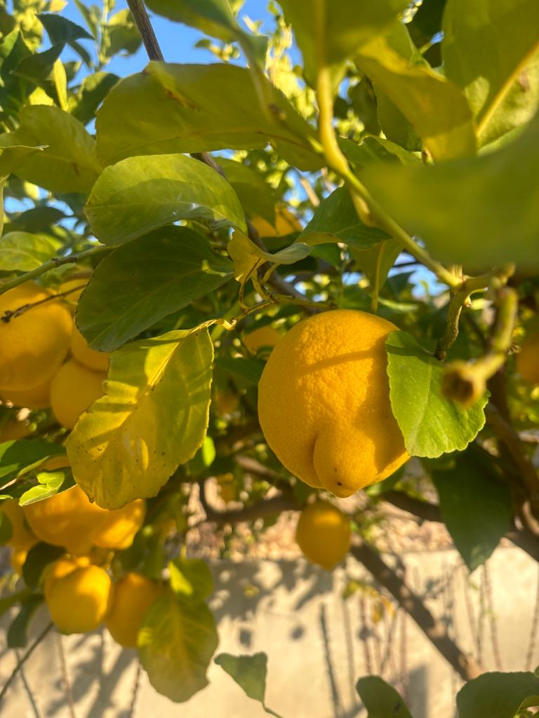 Agrumi biologici: dall'albero alla tua tavola - Azienda Scollo