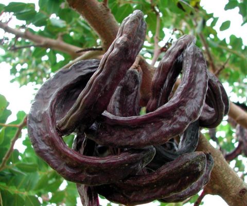 Carrube: benefici, proprietà e consigli su come conservarle